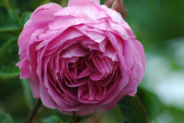 Home Page - Historic Roses Group
