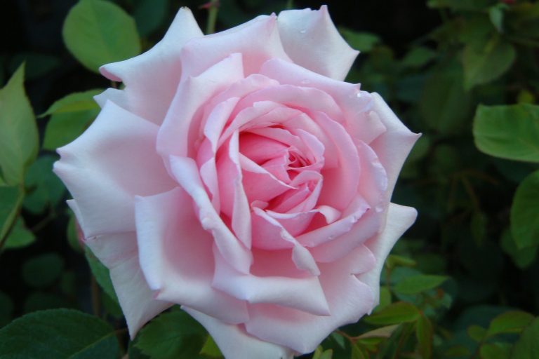 Home Page - Historic Roses Group