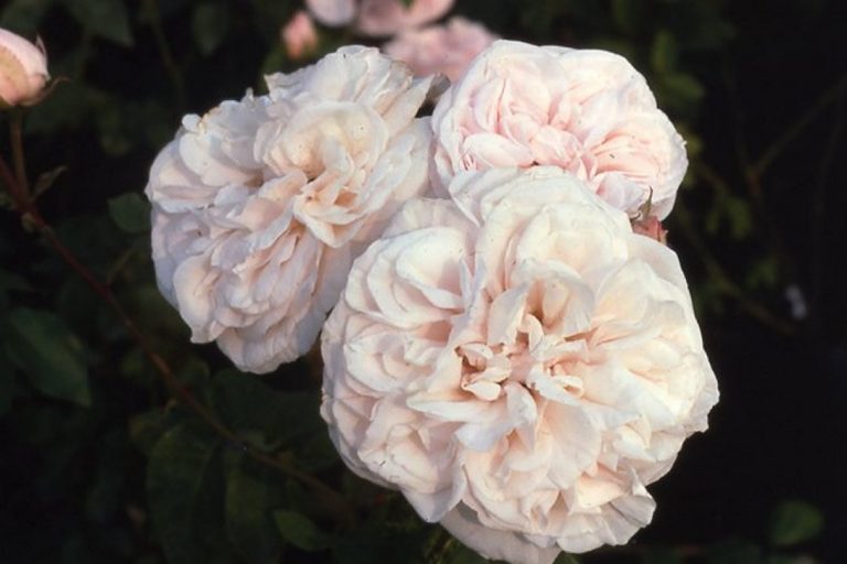 A brief history of historic roses - Historic Roses Group