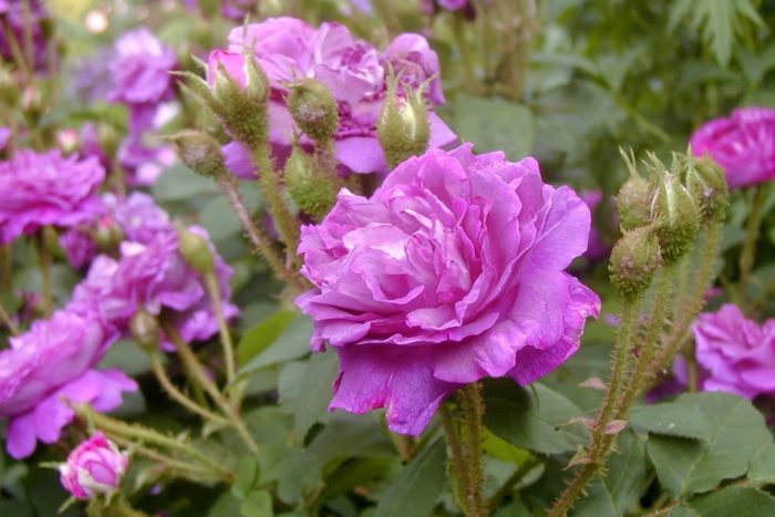 A brief history of historic roses - Historic Roses Group