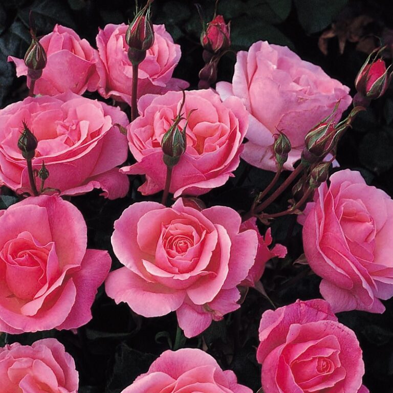 Queen Elizabeth rose - Historic Roses Group