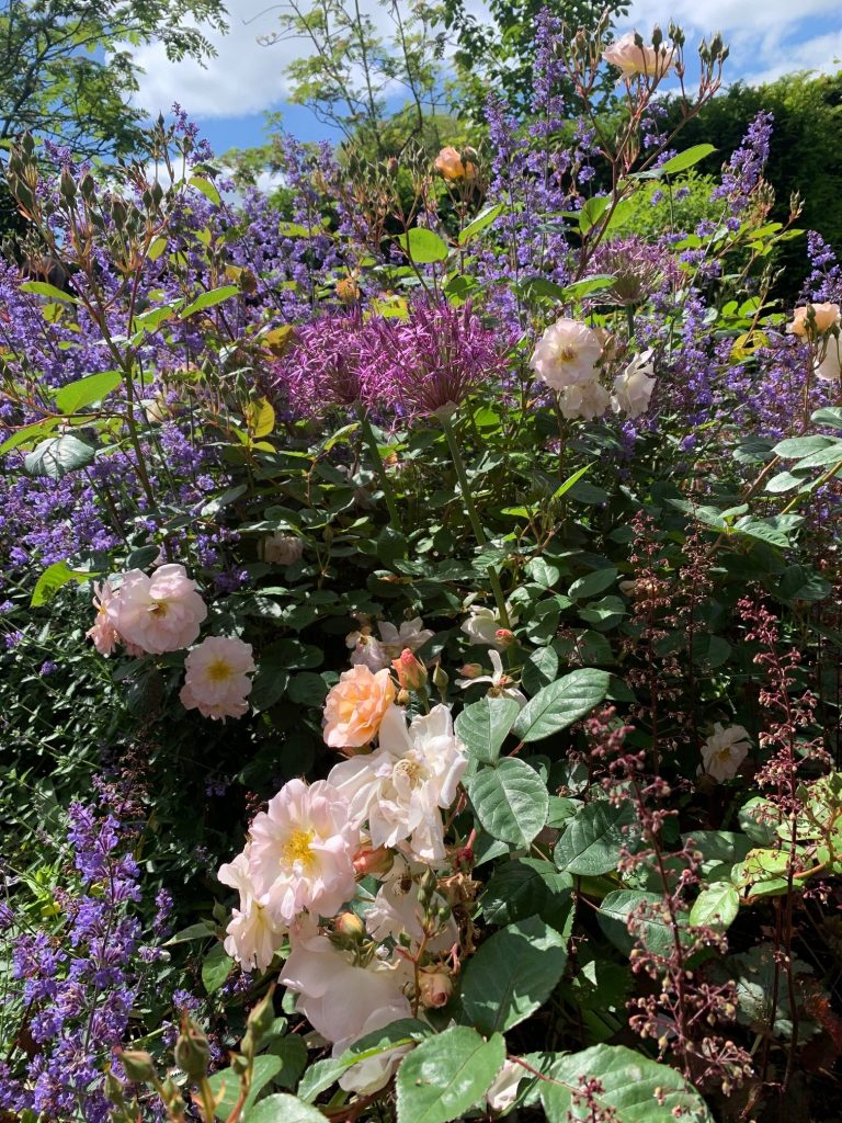 Preen Manor - Historic Roses Group
